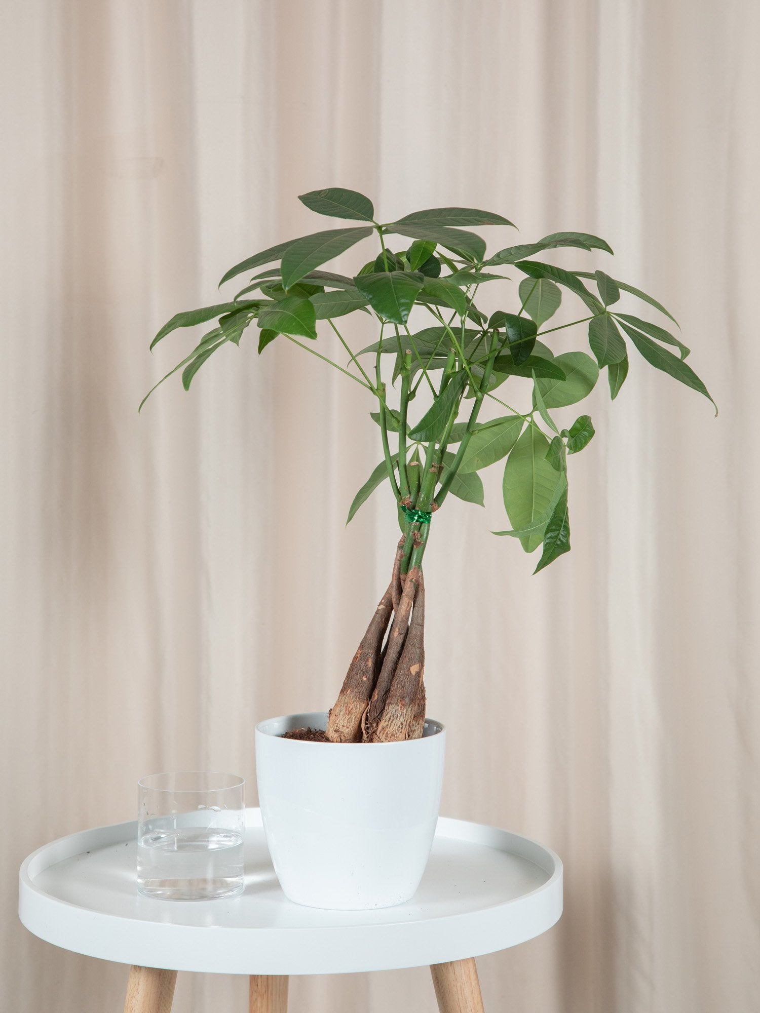 Arborele Banilor | JUNGLA URBANA | Magzinul tau de plante – jungla ...