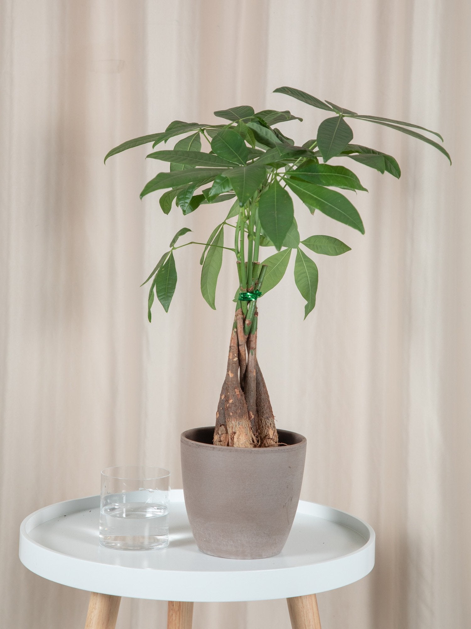 Arborele Banilor | JUNGLA URBANA | Magzinul tau de plante – jungla ...