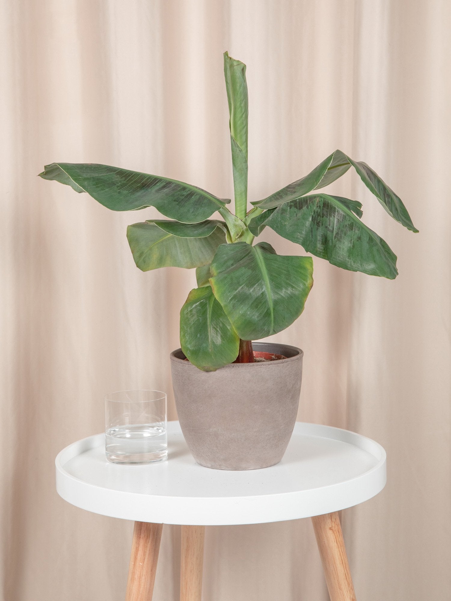 Bananier Cavendish | JUNGLA URBANA | Magzinul tau de plante – jungla ...