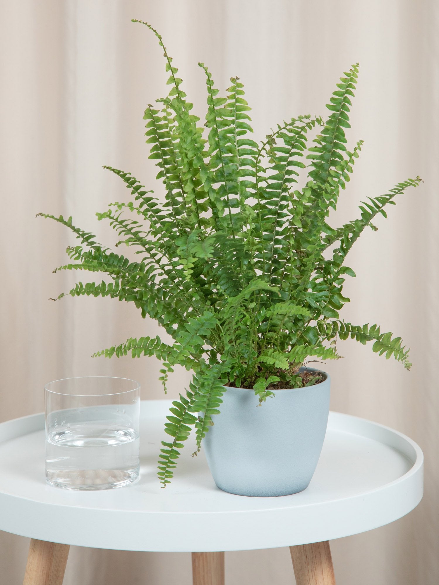 Feriga sabie Green Lady | JUNGLA URBANA | Magzinul tau de plante ...