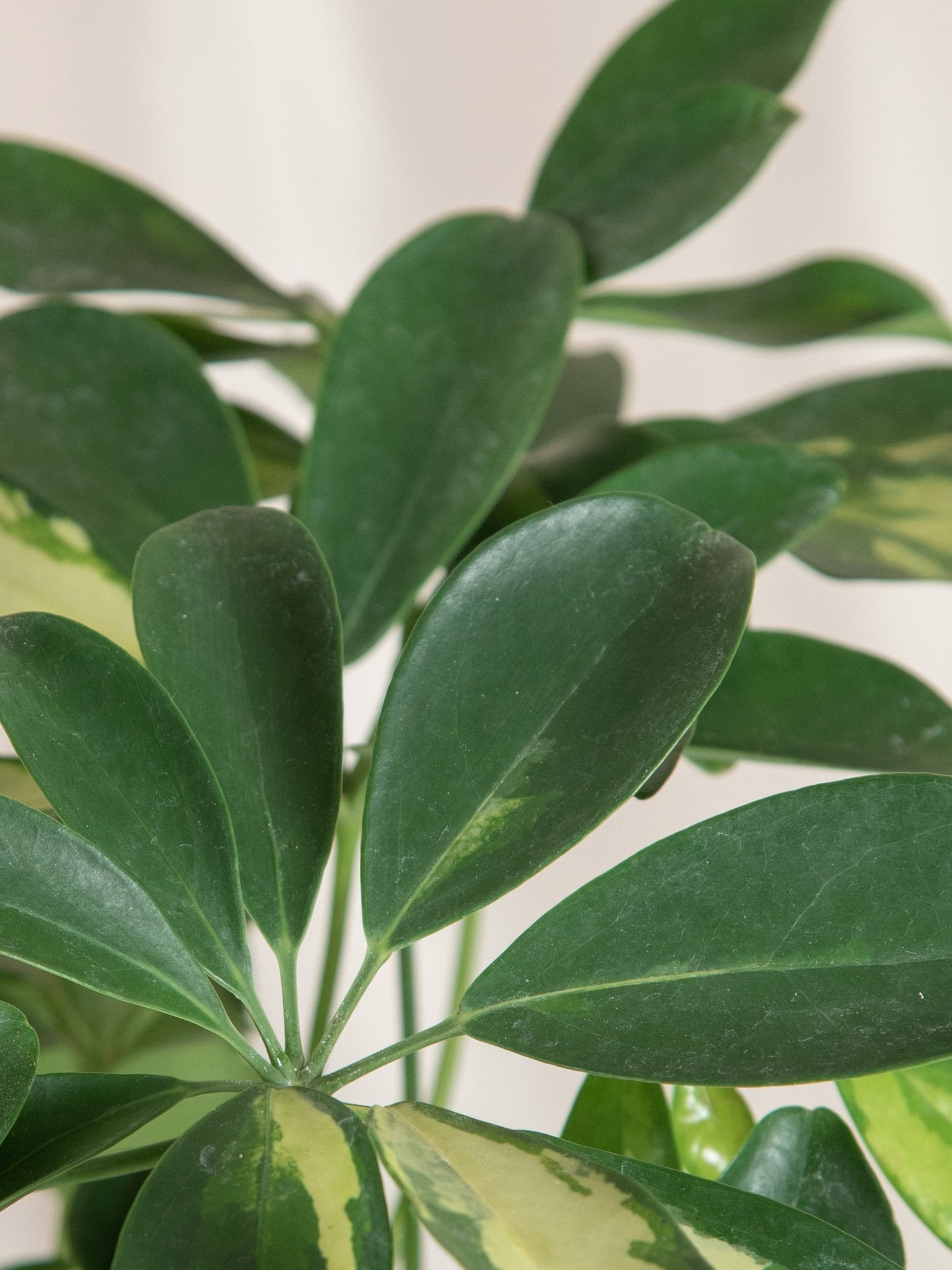 Palmierul umbrela Gold Capella | JUNGLA URBANA | Magzinul tau de plante ...