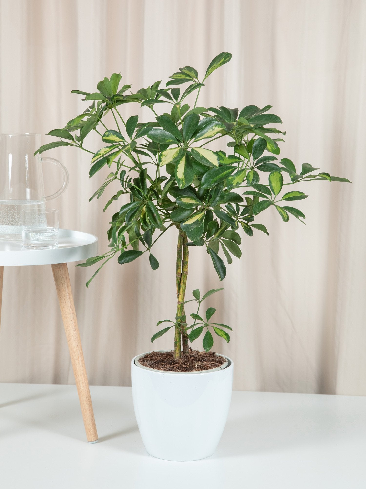 Palmierul umbrela Gold Capella | JUNGLA URBANA | Magzinul tau de plante ...