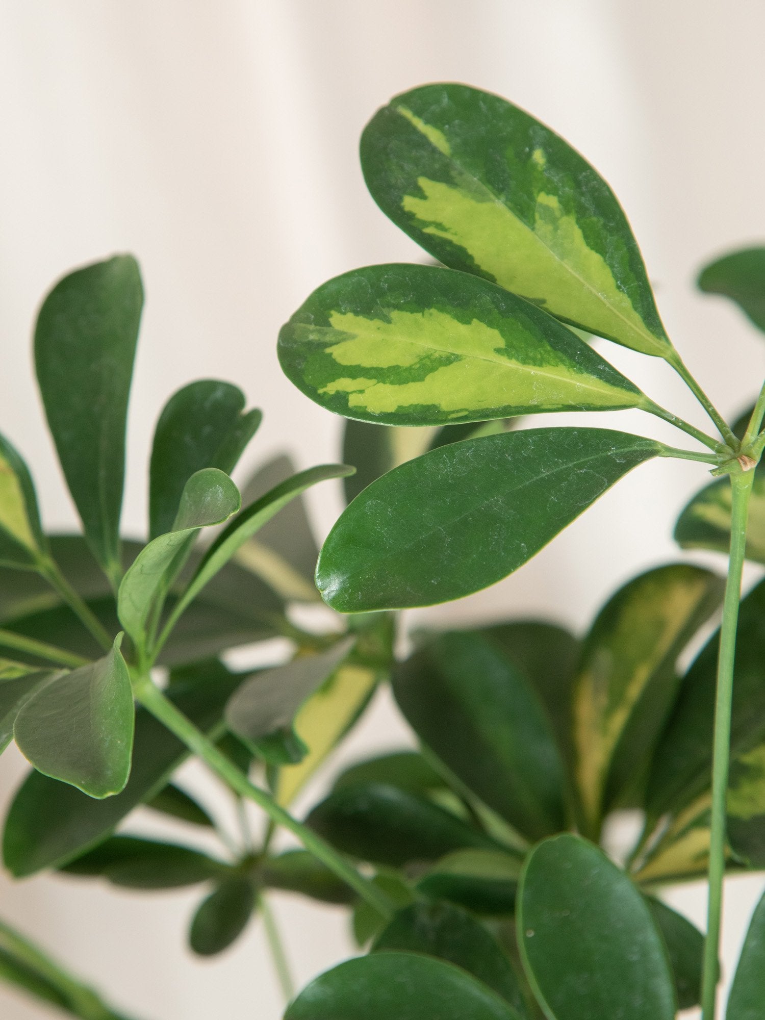 Palmierul umbrela Gold Capella | JUNGLA URBANA | Magzinul tau de plante ...