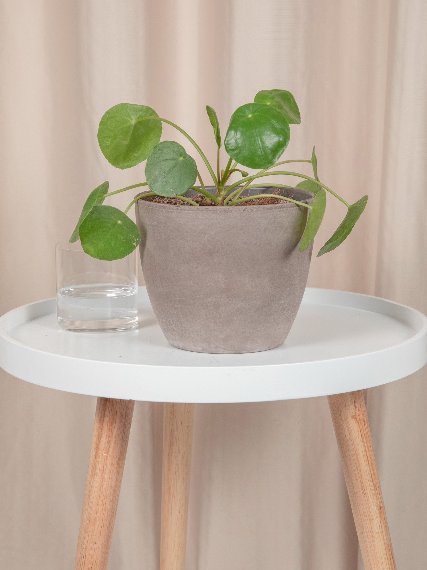 Planta Banilor | JUNGLA URBANA | Magzinul tau de plante – jungla-urbana.ro