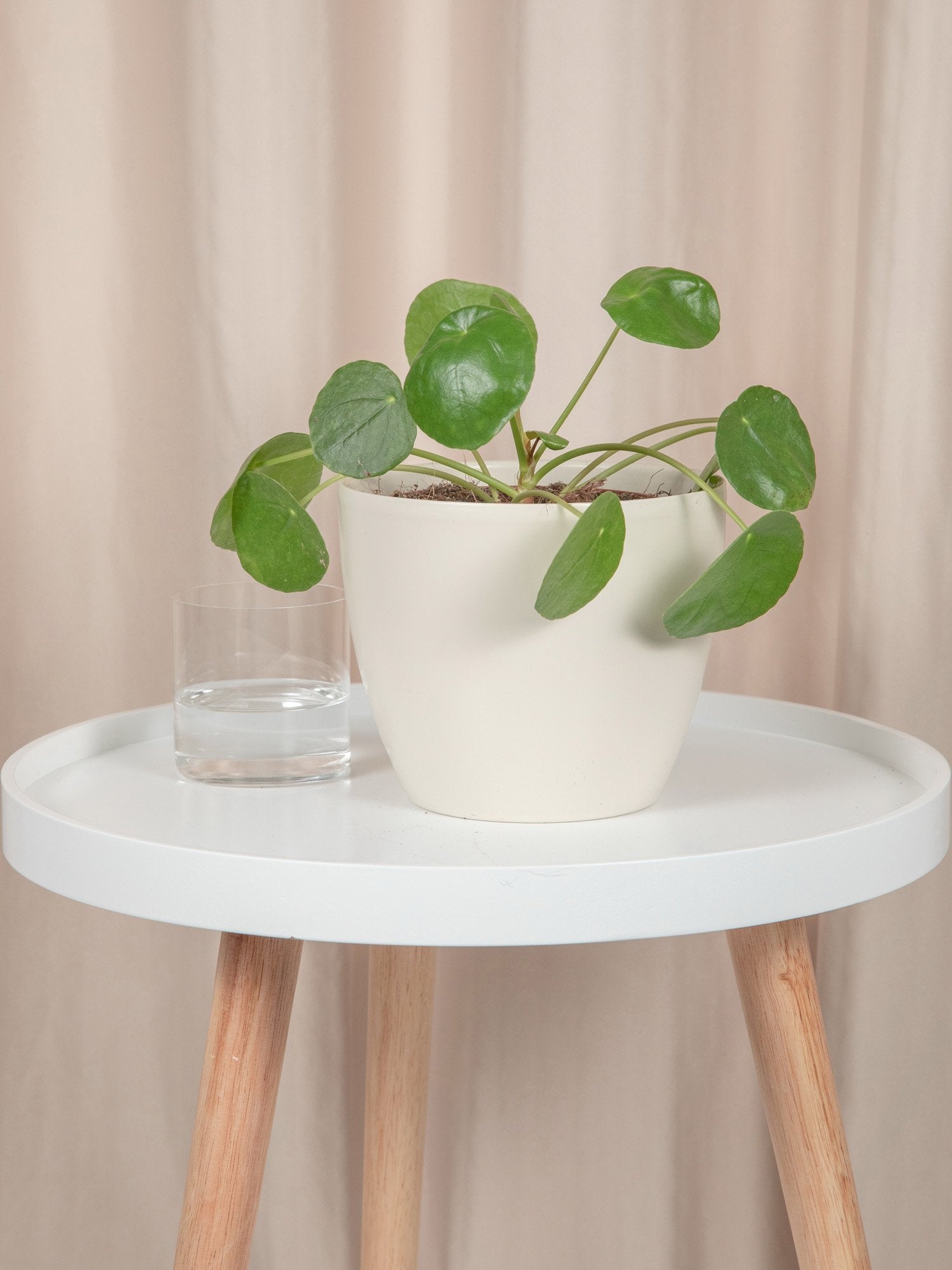 Planta Banilor | JUNGLA URBANA | Magzinul tau de plante – jungla-urbana.ro