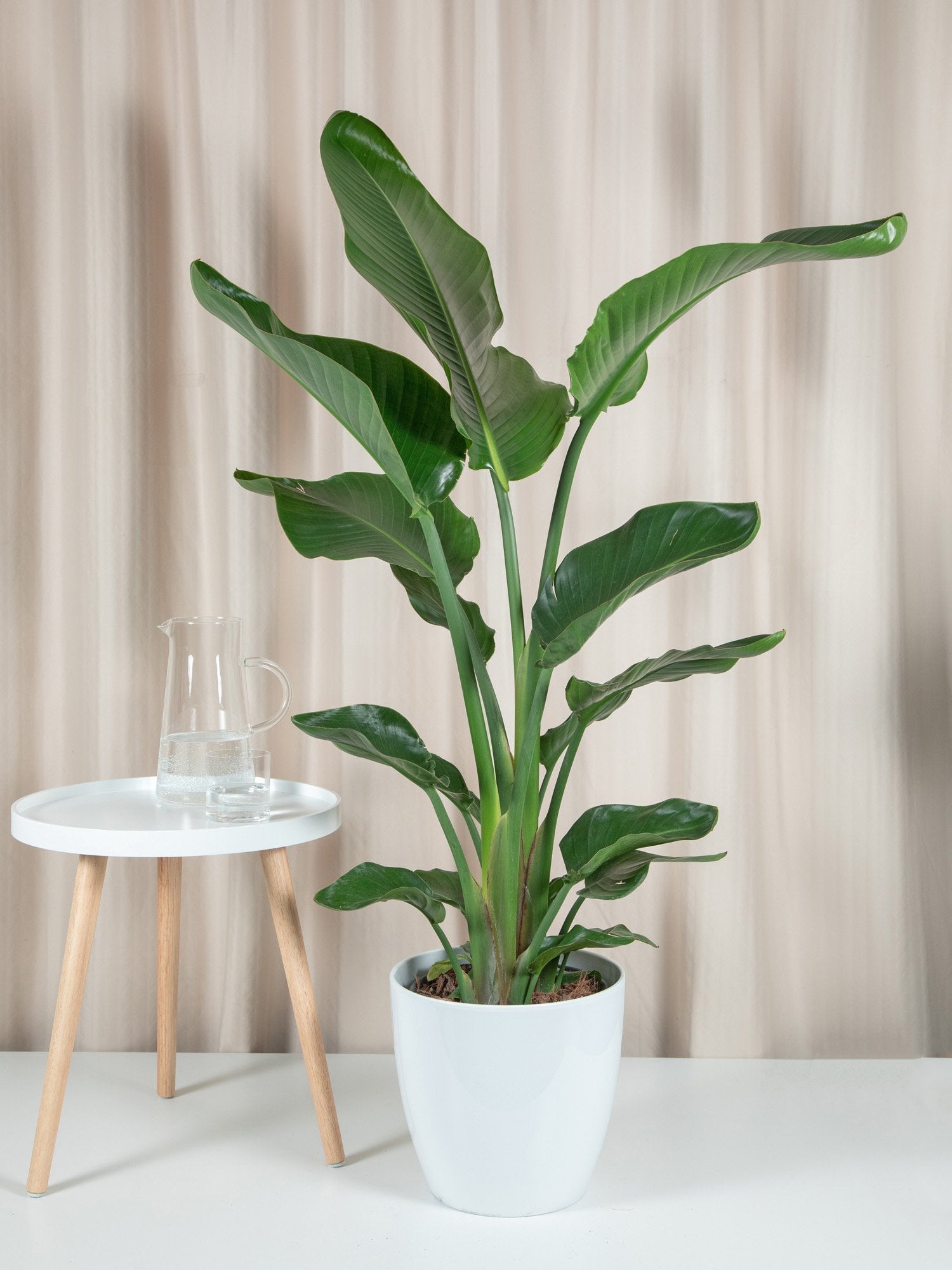 Strelitzia Nicolai L | JUNGLA URBANA | Magzinul tau de plante – jungla ...